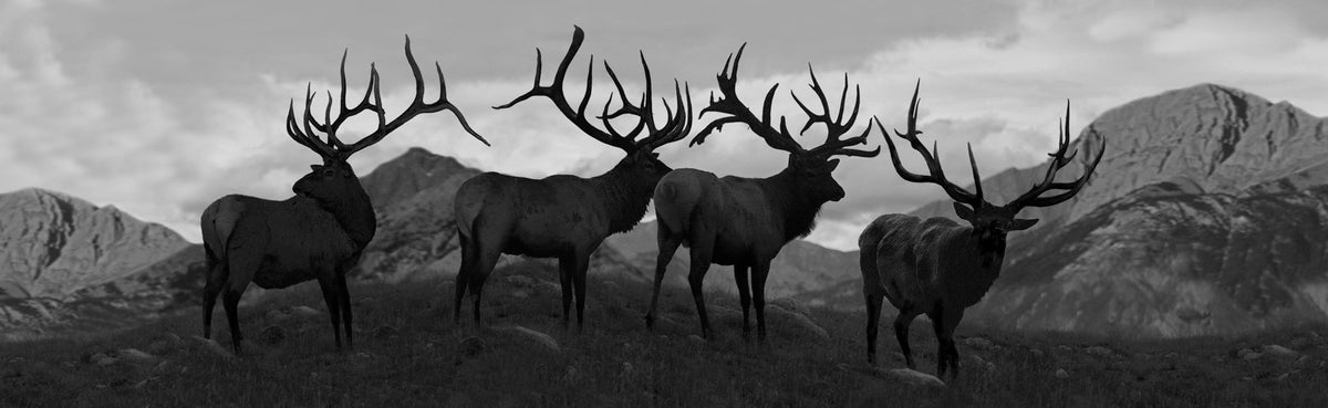 BULL ELK ON THE SKYLINE WINDOW GRAPHIC – Upstream Images